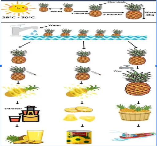 Band 7: the process diagram details the steps by which pineapples are ...