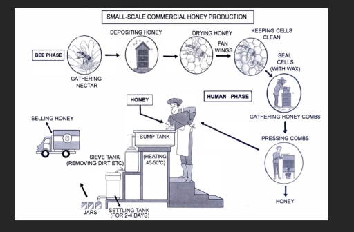Band 8: The diagrams show how the bee makes honey and the stages in the ...