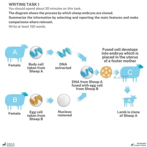 The diagram shows the process by which sheep embryos are cloned ...