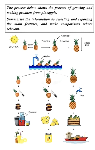 The diagram below shows the process of growing and preparing pineapples ...