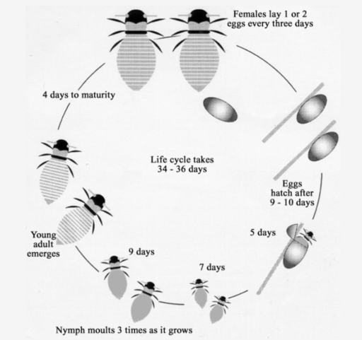 Band 5: The diagram below shows the life cycle of the honey bee. Write ...