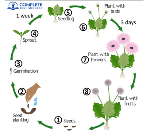 Flowering Plant Life Cycle Diagram