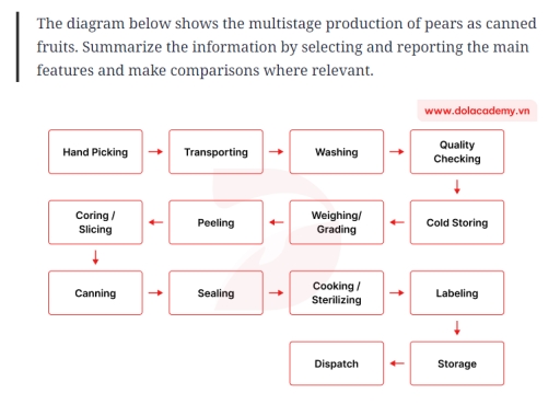 The diagram below shows the multistage production of pears as canned ...