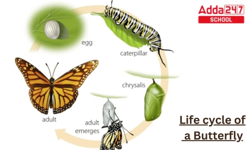 The diagram below shows the life cycle of a butterfly. Summarize the ...