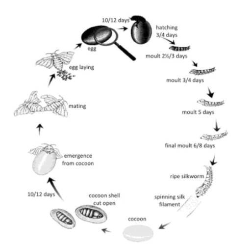 The diagram below shows the lifecycle of silkworms. Summarize the ...