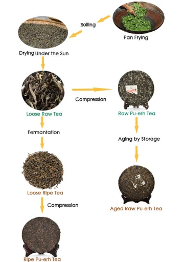 The Process of Pu-erh Raw Tea and Ripe Tea. Summarize the information ...