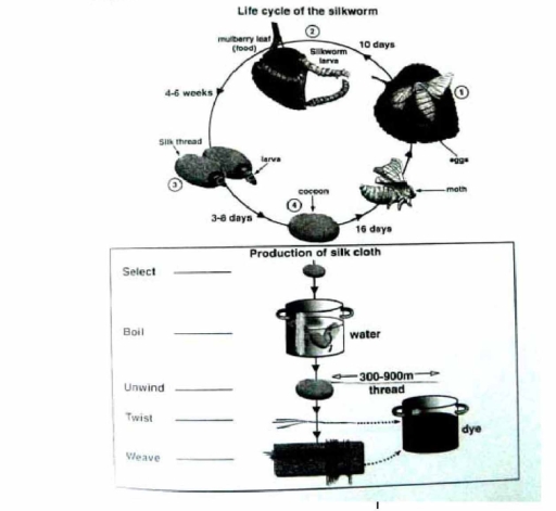 Band 6: The diagrams below show The life cycle of the silkworm and the ...