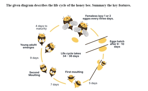Band 5: The given diagram describes the life cycle of the honey bee ...