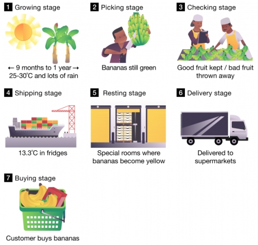 Band 7: The diagram shows the process of growing bananas for selling in ...