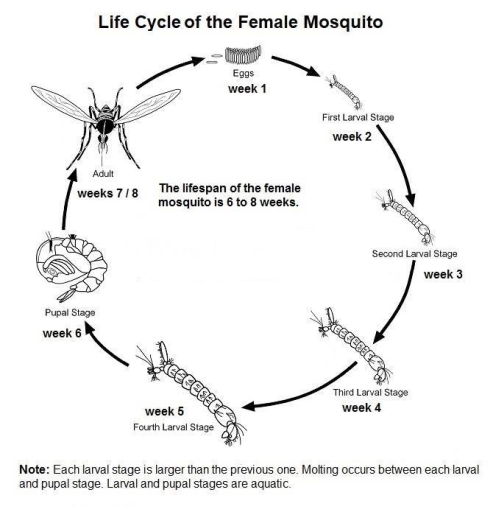 Band 4: The diagram below shows the life cycle of the female mosquito. (User-Written IELTS ...