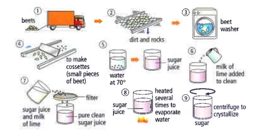 Band 6: . The diagram below shows how sugar is produced from sugar ...