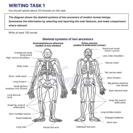 Band 6: The diagram shows the skeletal systems of two ancestors of ...