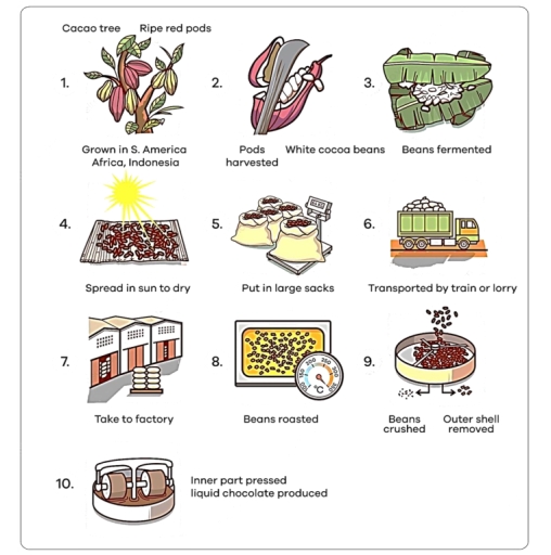 Band 7: The diagram shows how chocolate is produced. Summarize the ...