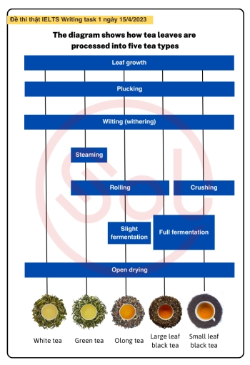 Band 5: The diagram shows how tea leaves are processed into five tea ...