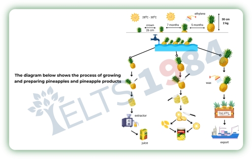 The process diagram details the steps by which pineapples are produced ...