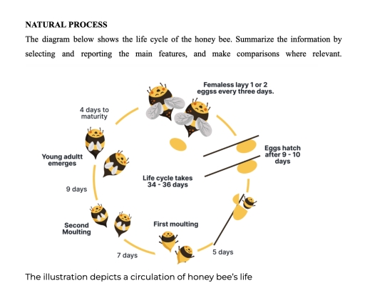 Band 7: The diagram below shows the life cycle of the honey bee ...