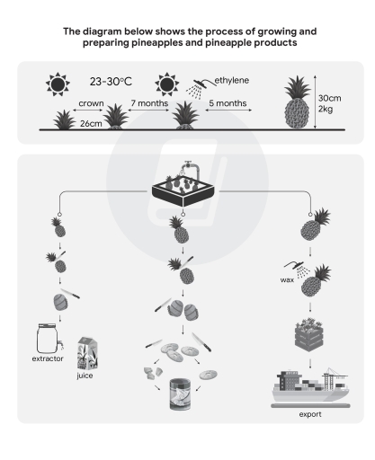 Band 8: The diagram offers insights into how pineapples are grown and processed into distinct ...