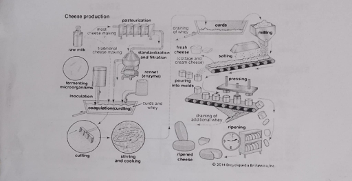 The diagram below shows the process of making cheese. Summarise the ...