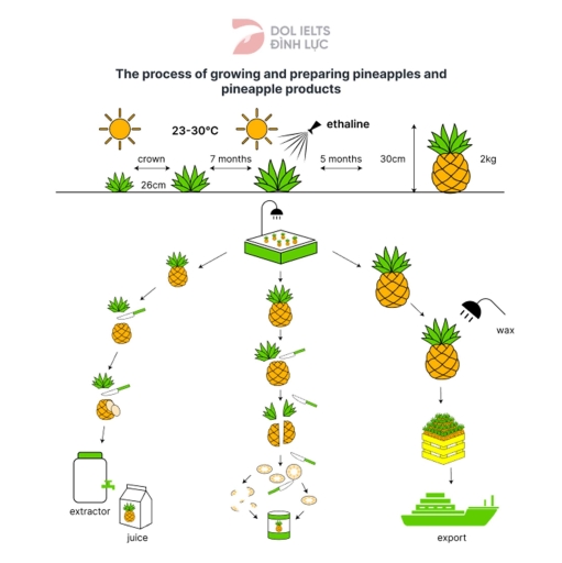 Band 7: The process below shows the process of growing and preparing ...