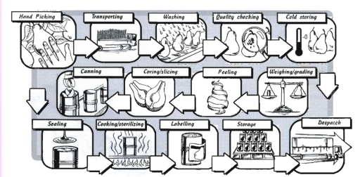 the diagram shows how fruit canned. Summarise the information by ...