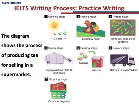 Band 6: The diagram shows the process of producing tea for selling in a ...