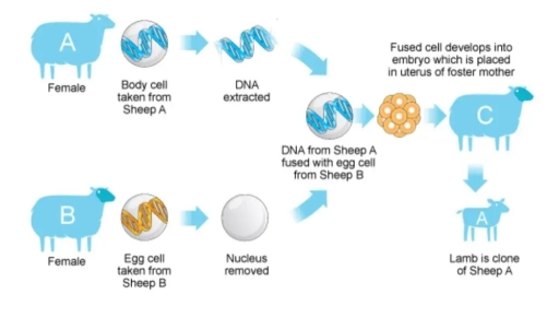 The diagram shows the process by which sheep embryos are cloned ...