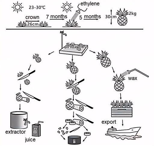 The diagram below shows the process of growing and preparing pineapples ...
