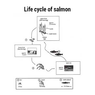 Band 6: the diagram below shows the life cycle of a salmon, from egg to ...