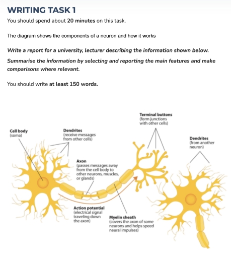 The diagram shows the components of a neuron and how it works Write a ...