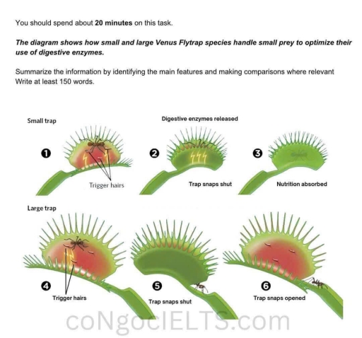 Band 9: The diagram shows how small and large Venus Flytrap species ...