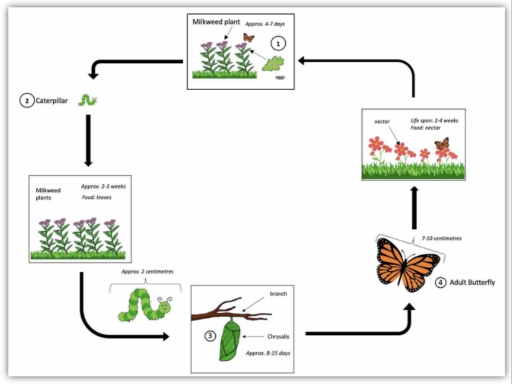 Band 6: The diagram shows the life cycle of the Monarch butterfly ...