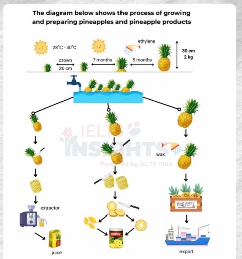 The diagram below shows the process of growing and preparing pineapples ...