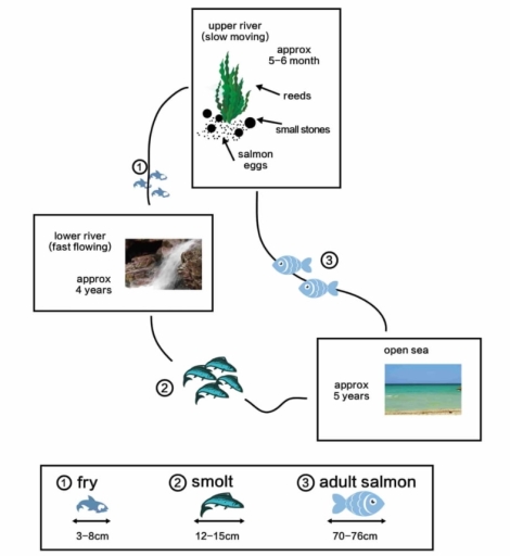 The diagrams show the life cycle of a species of large fish called the ...