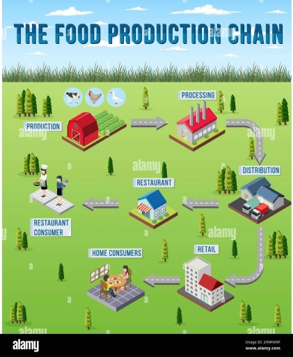 Band 5: The diagram below shows the stages in the food production chain ...
