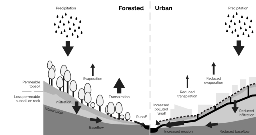 The diagram below shows the water cycle in both forested and urban ...