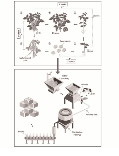 Band 8: The two diagrams show the soybean growth stages and the steps ...