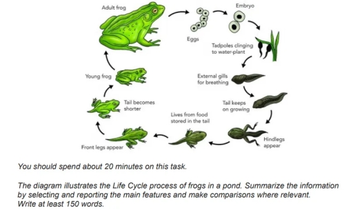 Band 7: The diagram shows the life cycle of a frog. Summarize the ...