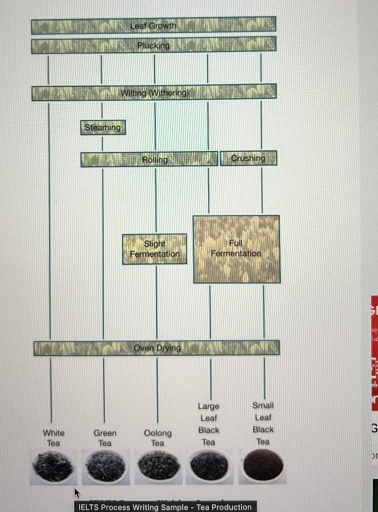 Band 7: The diagram shows how tea leaves are processed into five tea ...