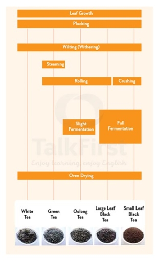 The diagram shows how tea leaves are processed into five tea types ...