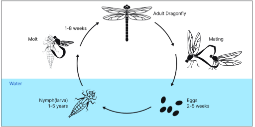 The diagram shows the stages of a dragonfly's life cycle. (User-Written ...