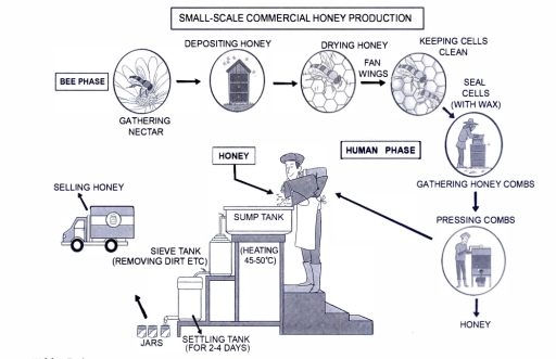 Band 6: You should spend 20 minutes on this task. The diagram below ...