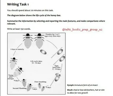 the graph below show the life cycle of a honey bee (User-Written IELTS ...