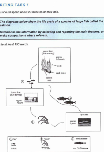 Band 9: The diagrams below show the life cycle of a species of large fish called salmon. (User ...