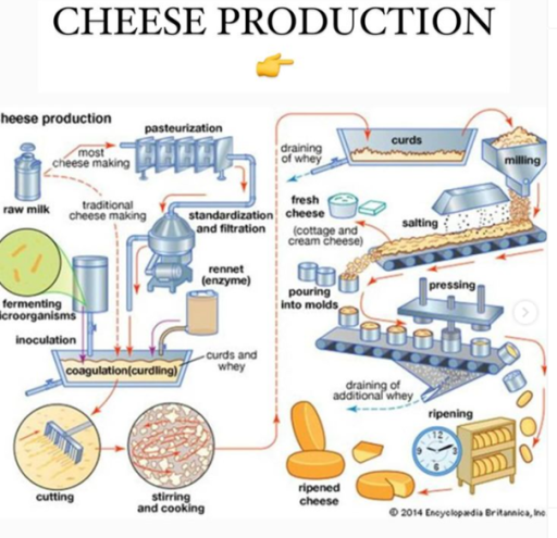 Band 8: The diagram below shows the process of making cheese. Summarise ...