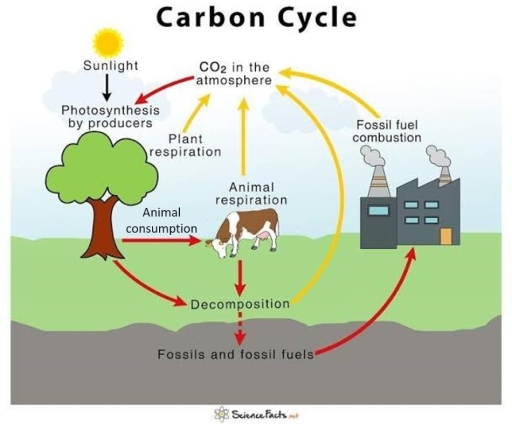 Band 5: The diagram below shows the cycle of carbon in nature. (User ...