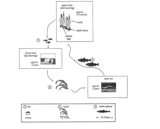 Band 6: The diagrams below show the life cycle of a species of large ...