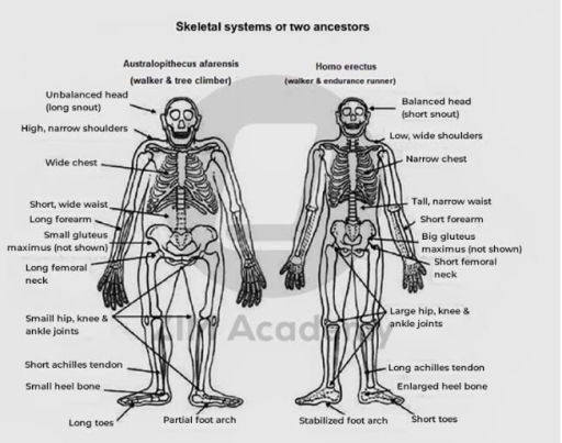 Band 8: The diagram shows the skeletal systems of two ancestors of ...
