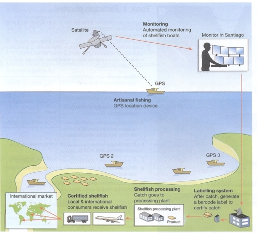 Band 6: The diagram shows the process for labelling shellfish for the ...