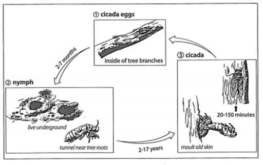 Band 5: The diagram below shows the life cycle of an insect called the ...