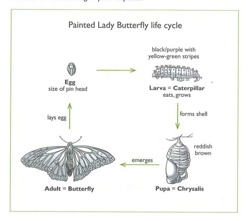 Life Cycle Of A Painted Lady Butterfly